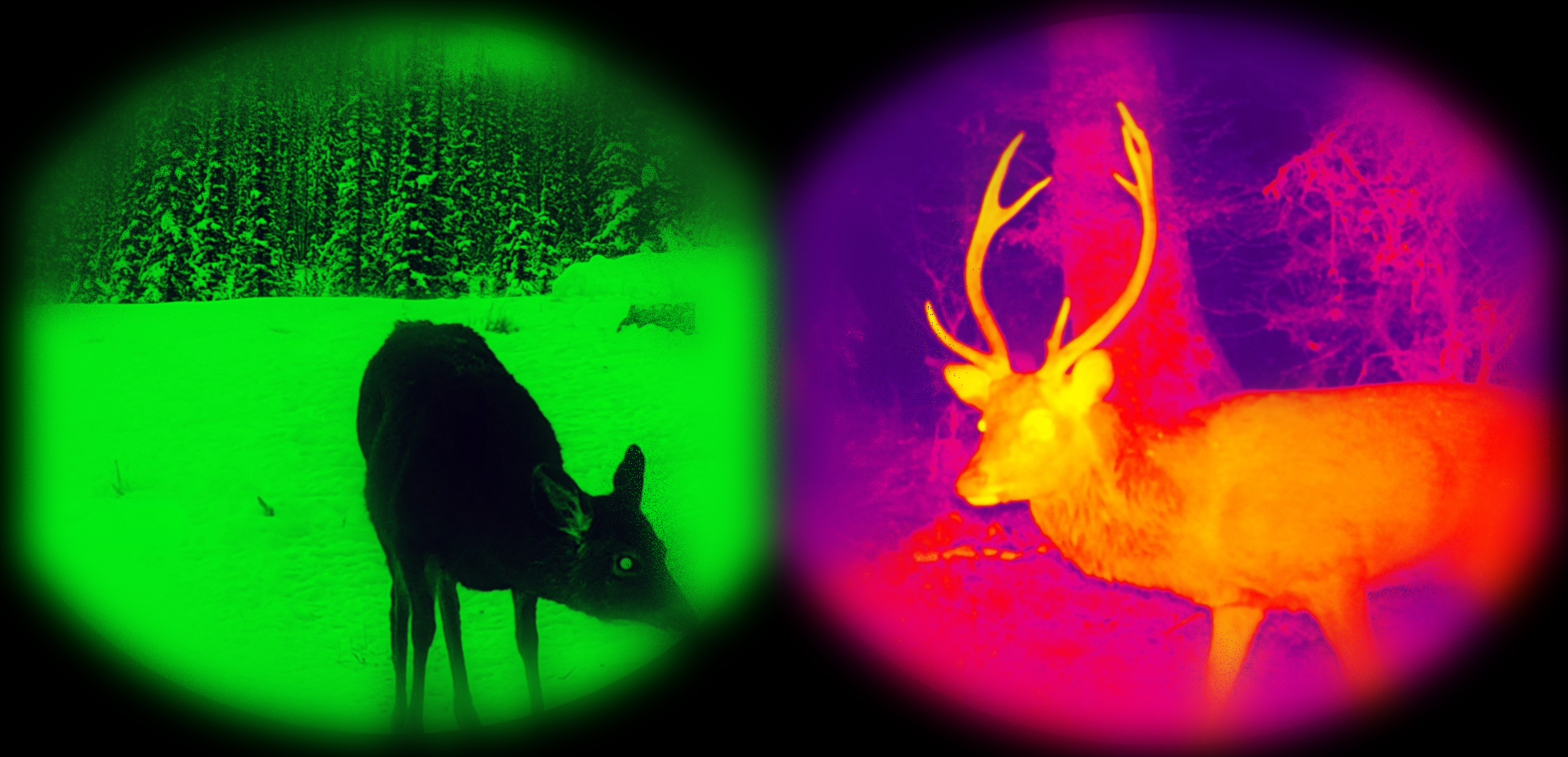 Thermal Imaging vs Night Vision: Which Is Best for What You Need ...