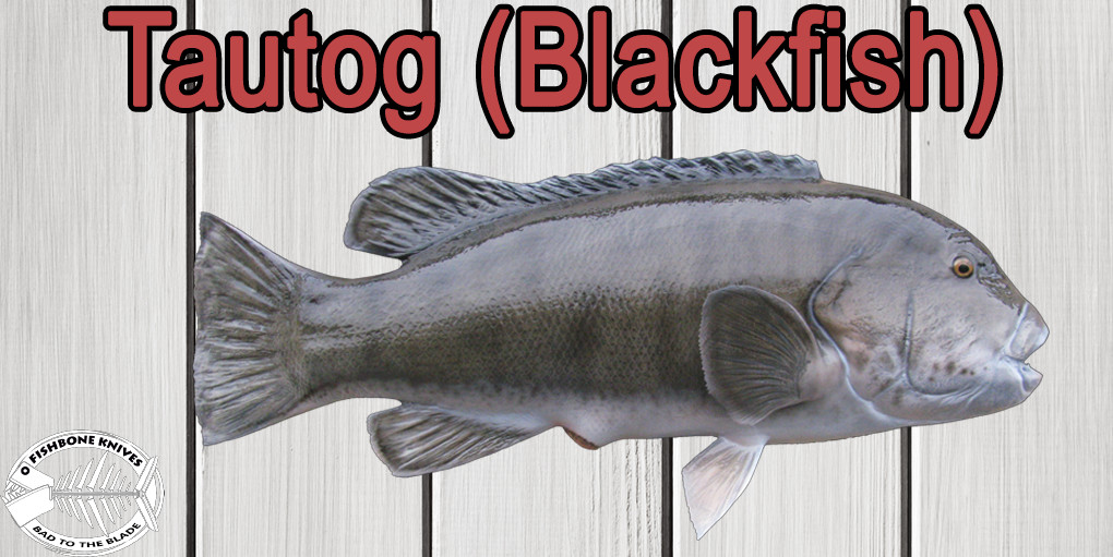 Best Knives to Fillet Tautog (Blackfish) - Fishbone knives