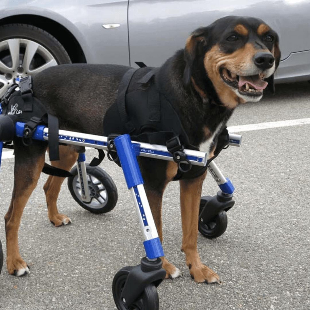 Full Support/ Quad wheelchair for Medium dog breeds, Walkin’ Wheels