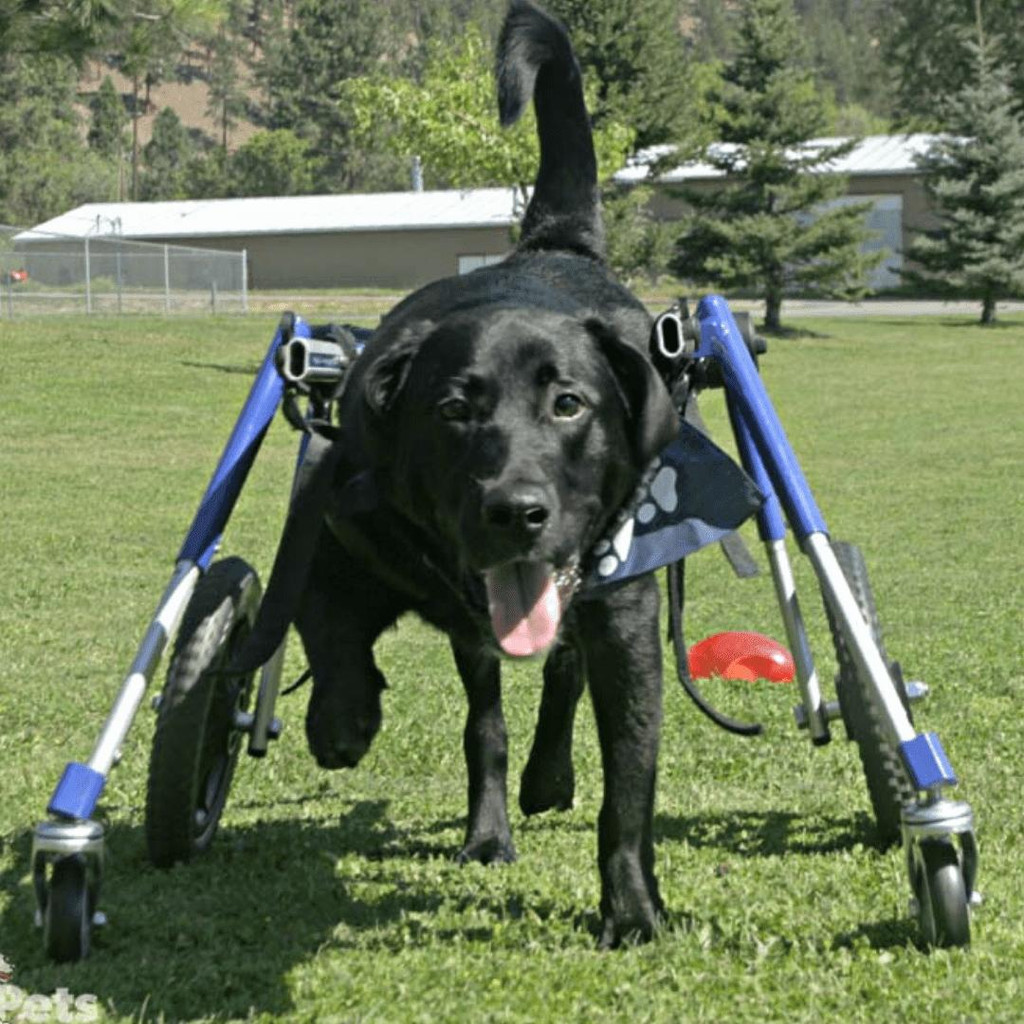 Dog Wheelchairs Quad Full Support/4-Wheel Large