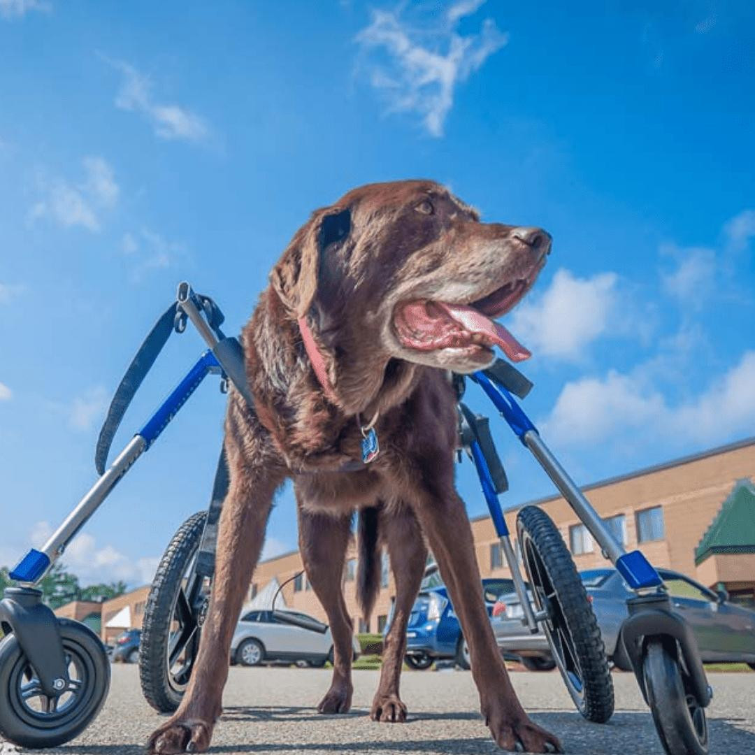 Walkin’ Wheels LARGE Front Wheel Attachment, Free UK Shipping!