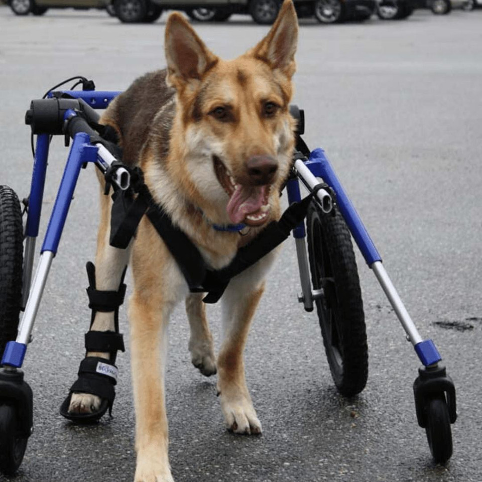 Walkin’ Wheels LARGE Front Wheel Attachment, Free UK Shipping!