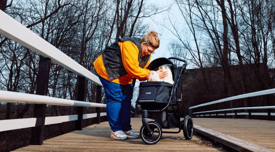 How to Introduce and Train Your Dog to Use a Dog Buggy - Pets Own Us