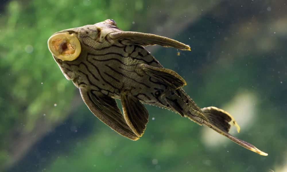 Tips for Controlling Algae Growth in Your Aquarium - Fish Tanks Direct