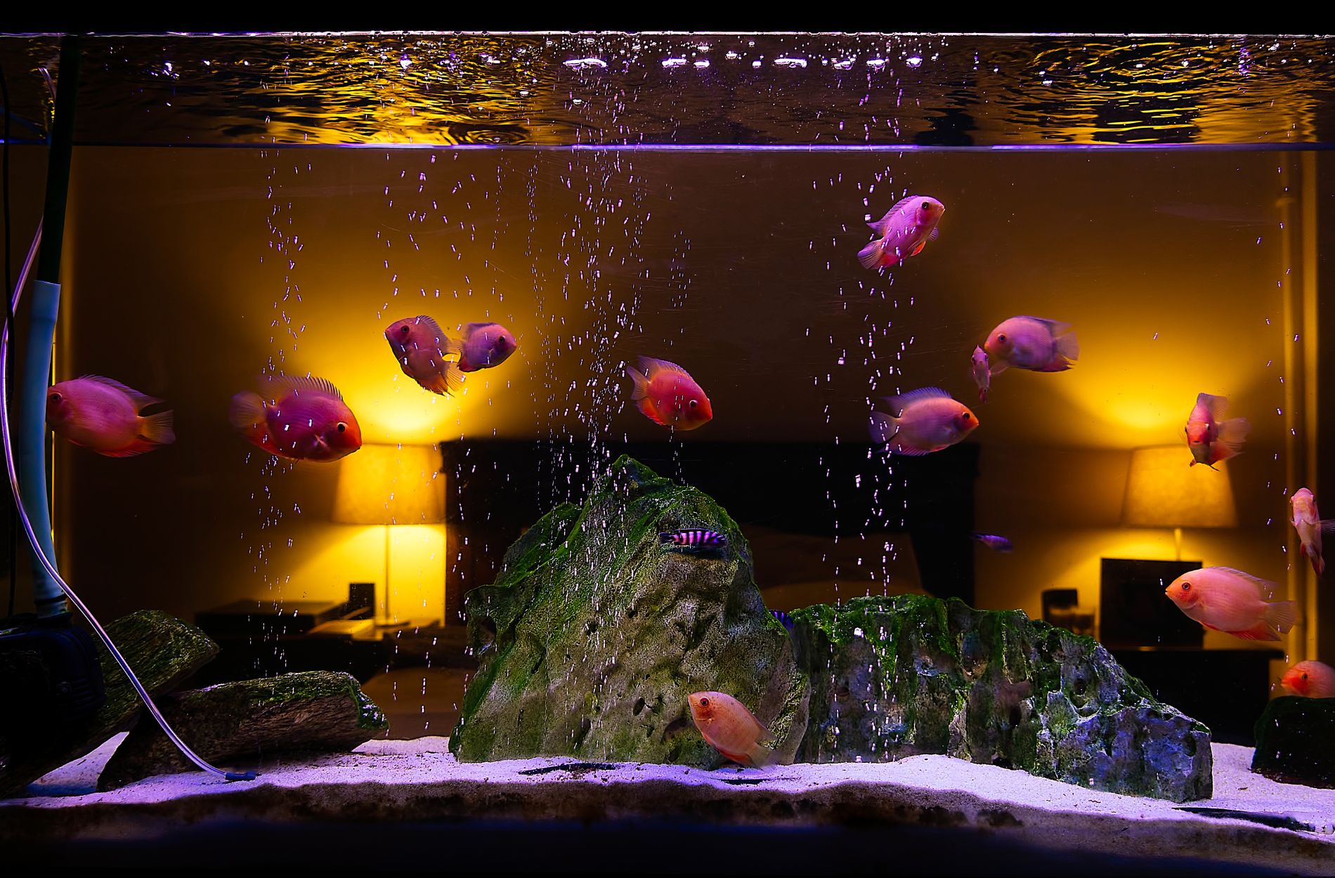 Unleash the Power of Aquarium Automation: Advanced Gadgets for a Stress ...