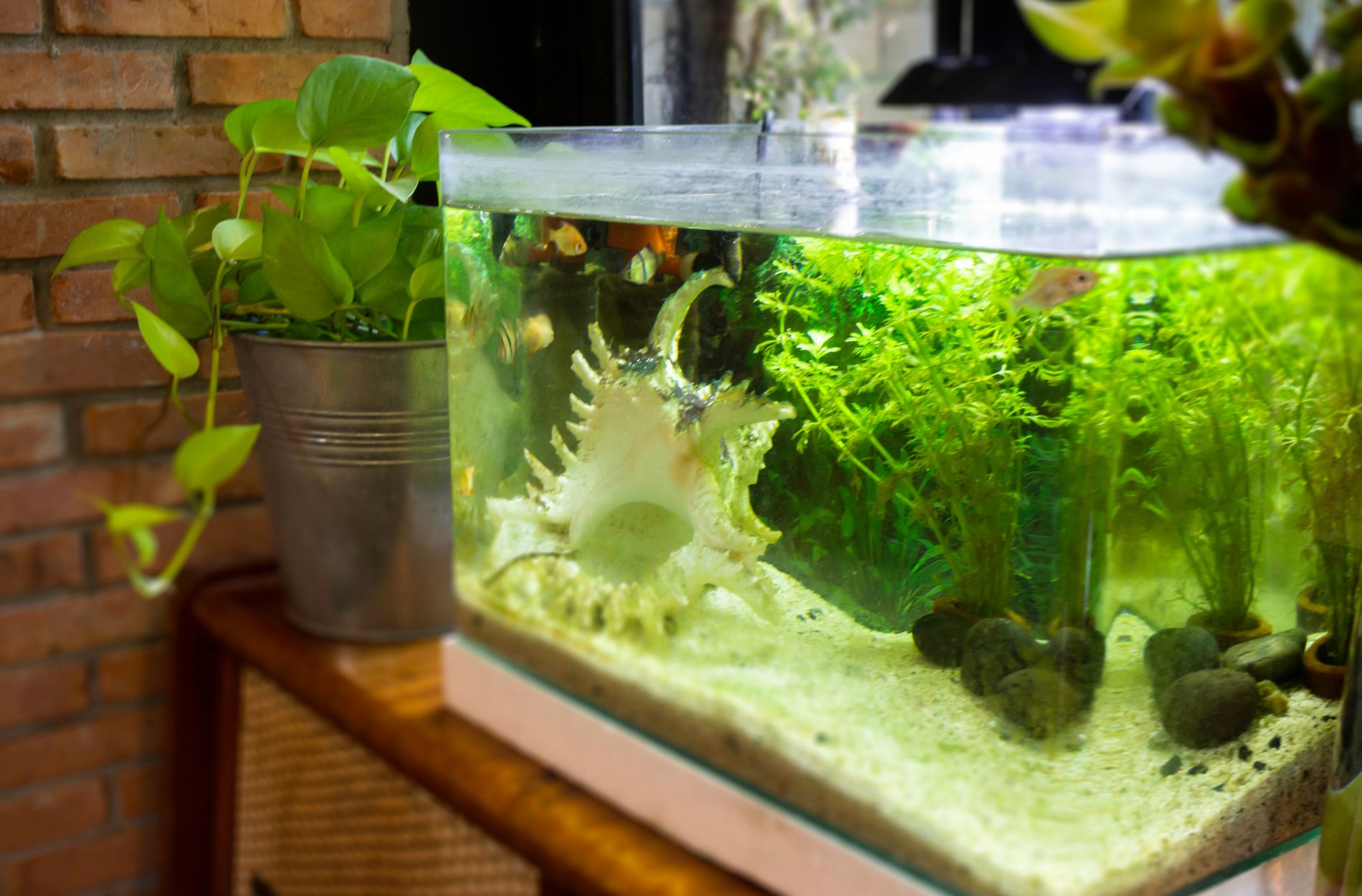 How to Pick the Right Size Fish Tank for Your Home - Fish Tanks Direct