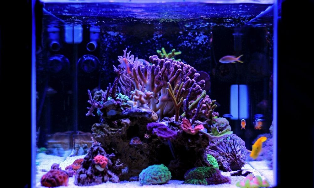 Benefits of Keeping a Fish Aquarium at Home - Fish Tanks Direct
