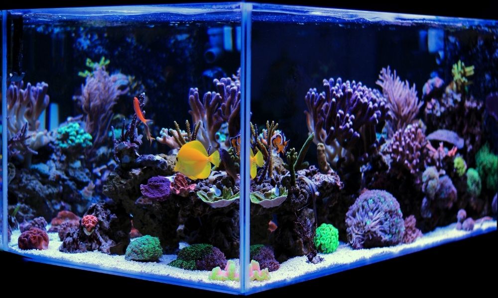 Here’s Why You Should Customize Your Fish Tank - Fish Tanks Direct