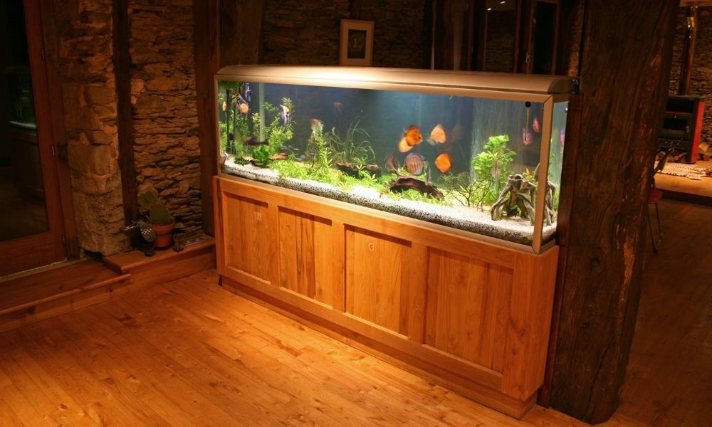 What Types of Fish Need a Heater in Their Tank? - Fish Tanks Direct