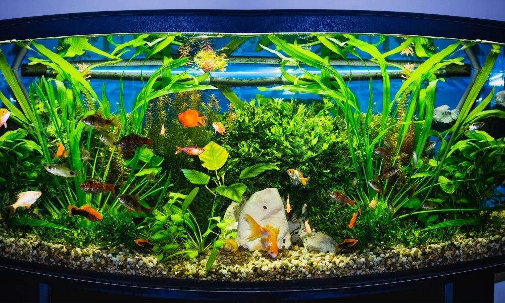 5 Unique Ideas You Should Use To Customize Your Fish Tank - Fish Tanks ...