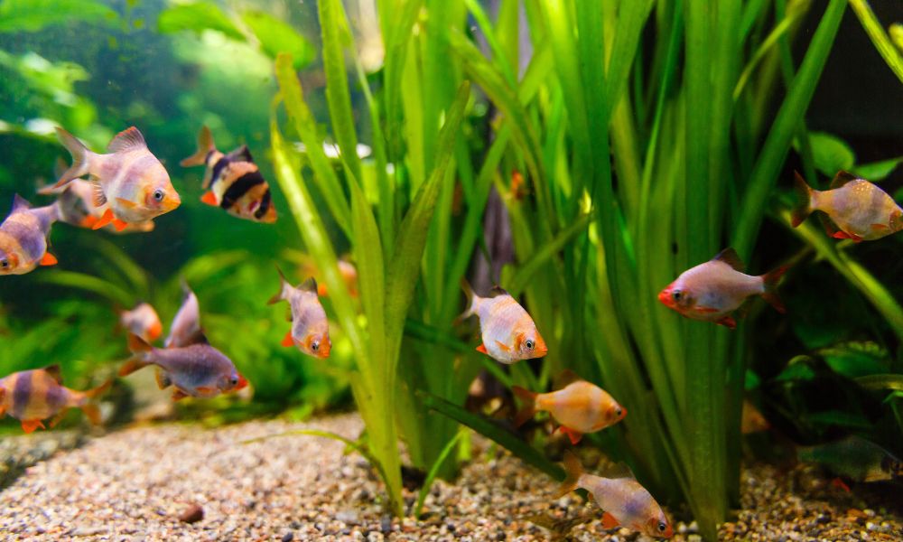 Tips for Improving the Water Circulation in Your Aquarium - Fish Tanks ...