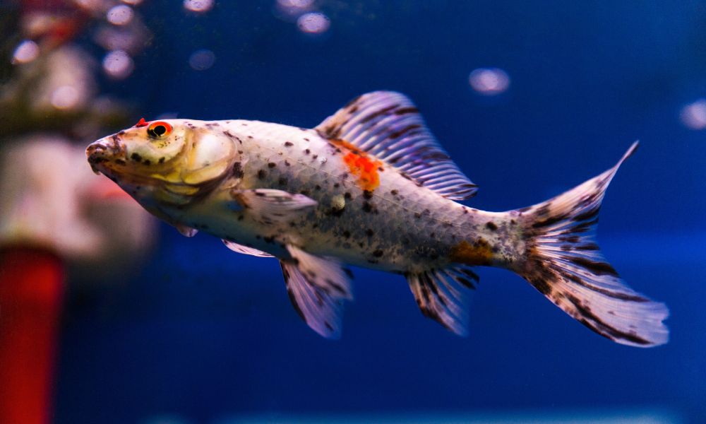 How Long Should You Quarantine New Fish? - Fish Tanks Direct