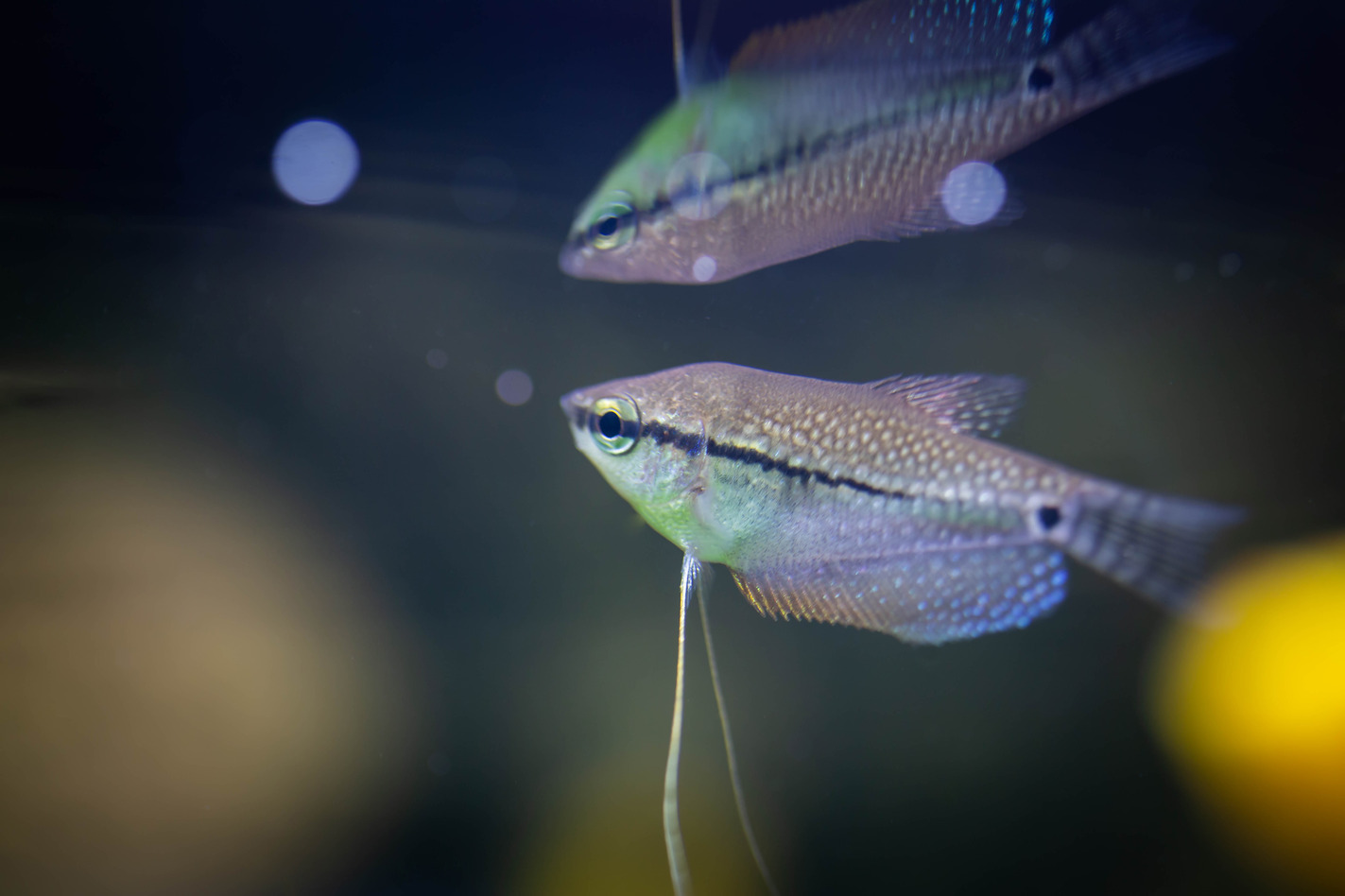 Advanced Filtration Options for Large-Scale Freshwater Aquariums - Fish ...