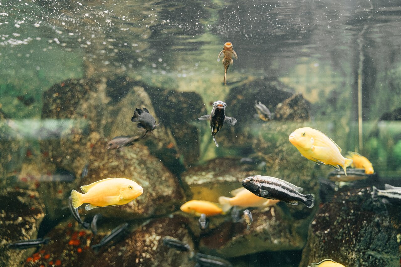 Understanding Aquarium Water Chemistry - Fish Tanks Direct