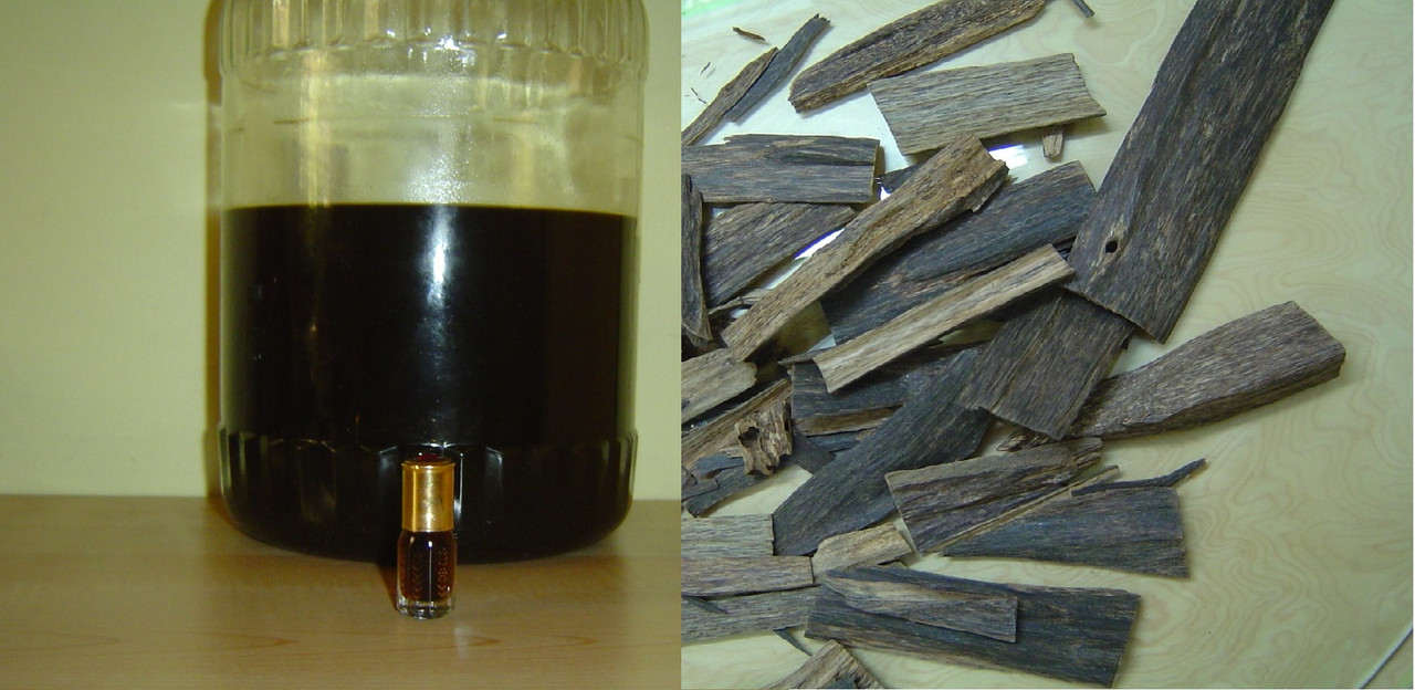 Indian OUD Aloeswood / Agarwood oil 12cc batch 22082022 - www.qt-store.com