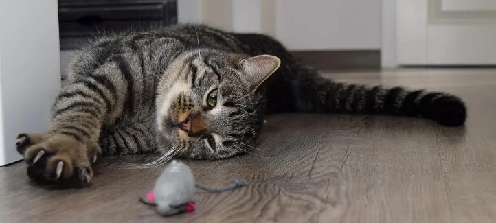 Best Cat Toy Balls & Cat Chaser Toys | Playful Cat Supplies