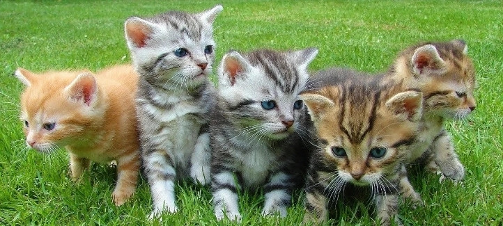 Discover Cat Toy Kits | Cat Toy Packages | Cats 'n Us
