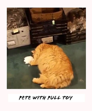 Get Trembling Rabbit Fur Mouse Cat Toy | Pull String Cat Toy