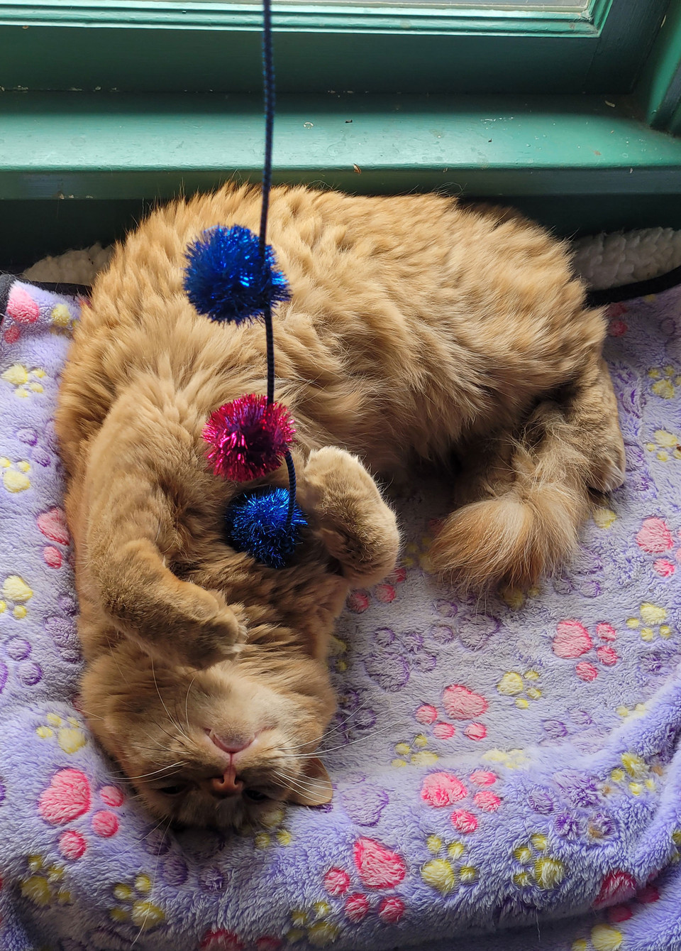Shop Cat Toys & Unique Accessories for Your Pets | Cats 'n Us