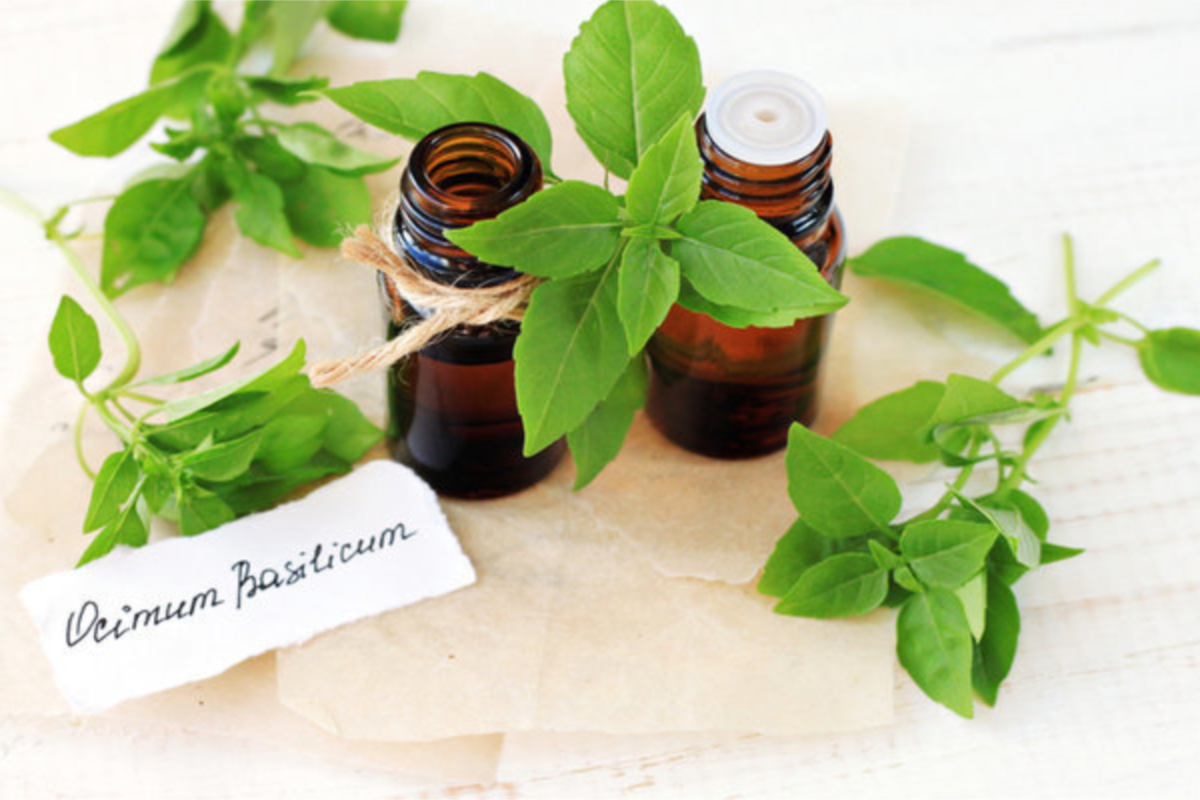 Basil Essential Oil Benefits and Recipes - The Herbal Toad