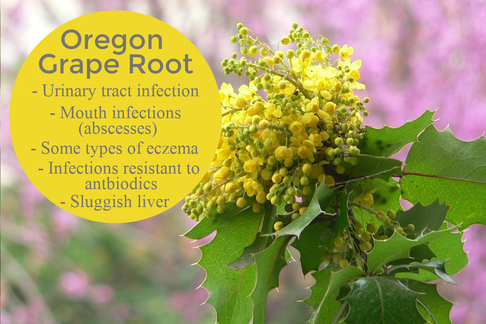 Monograph: Oregon Grape Root - The Herbal Toad