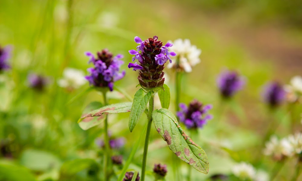 Heal All aka Self Heal - A Multi Use Workhorse Herb - The Herbal Toad