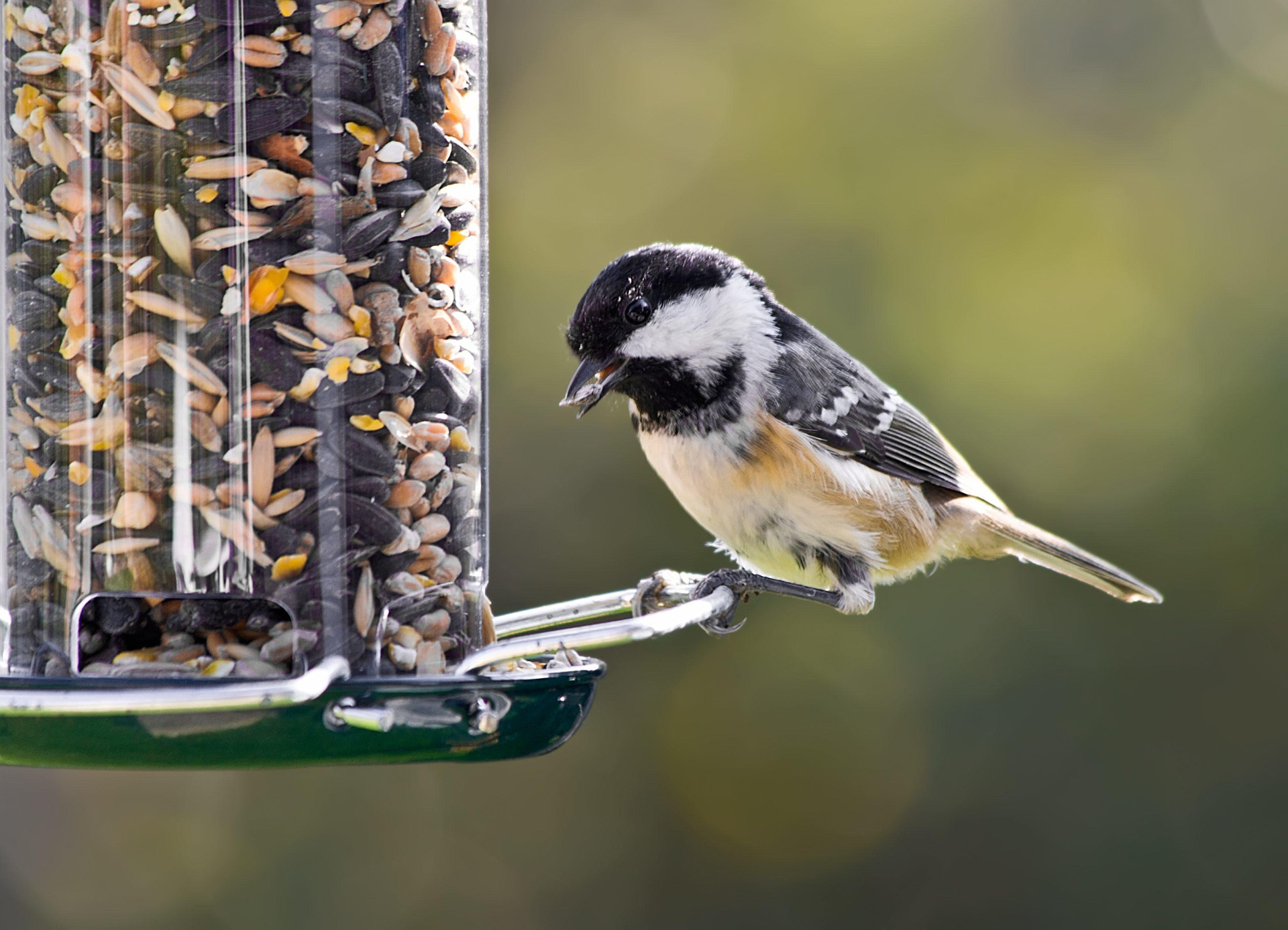 What to feed birds from the kitchen - Kennedy Wild Bird Food & Pet Supplies