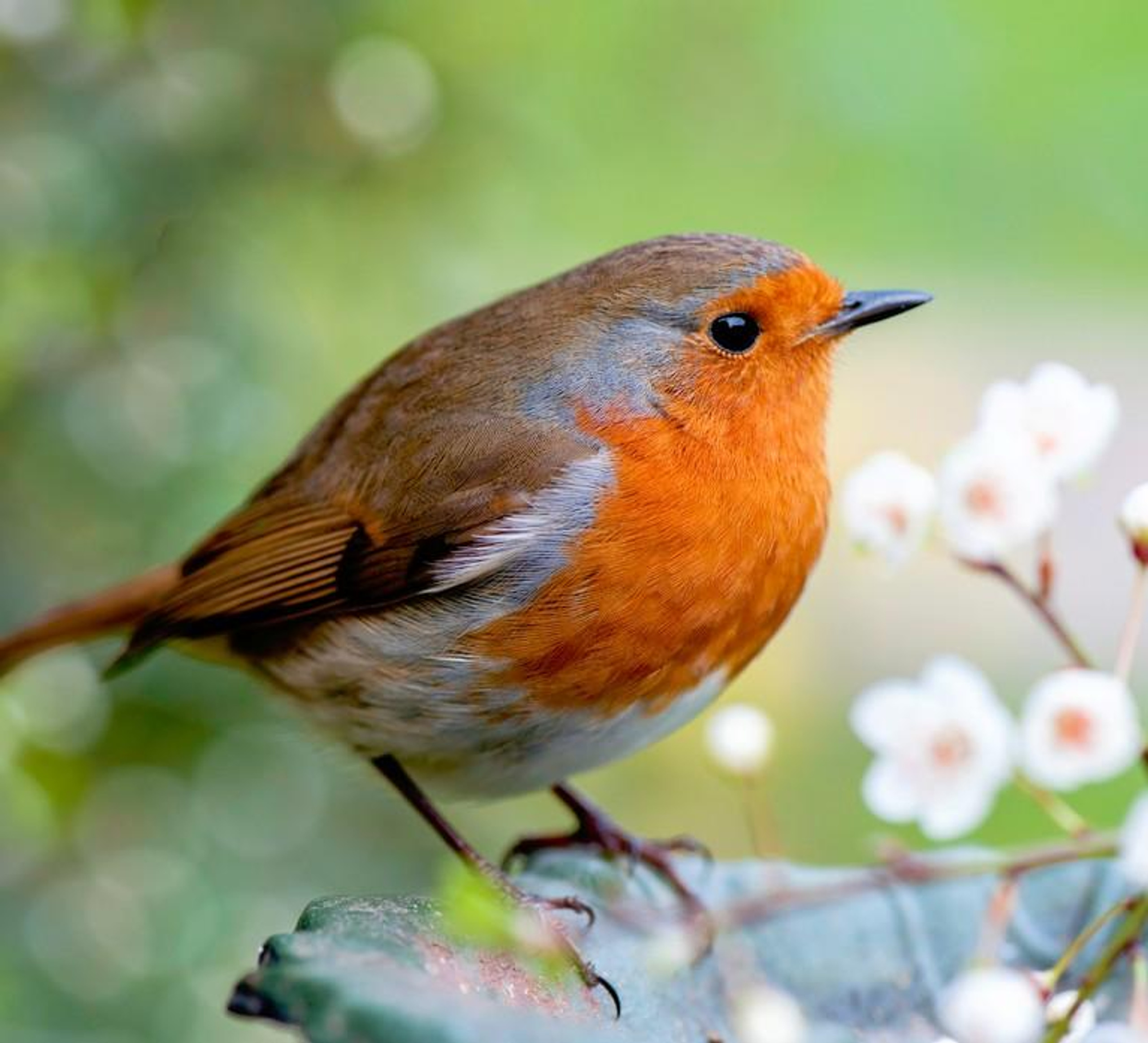 What to feed birds from the kitchen - Kennedy Wild Bird Food & Pet Supplies What to feed birds from the kitchen - Kennedy Wild Bird Food & Pet Supplies