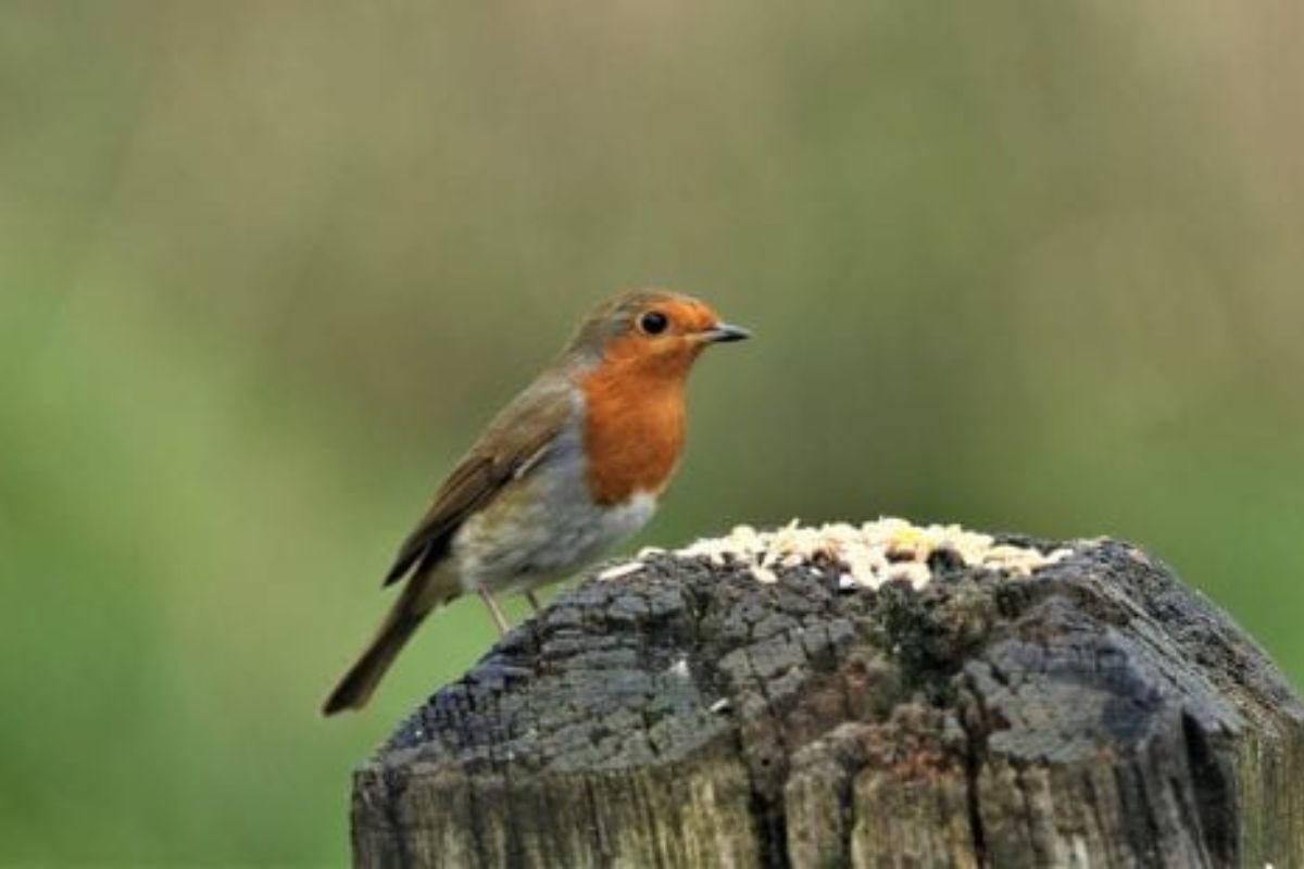 Bird Feed For Robins - Kennedy Wild Bird Food & Pet Supplies