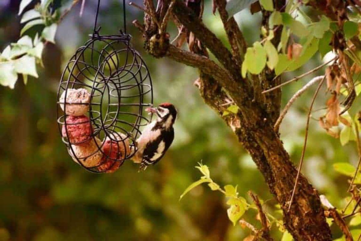 Do Wild Birds Need More Bird Food In Spring? - Kennedy Wild Bird Food ...