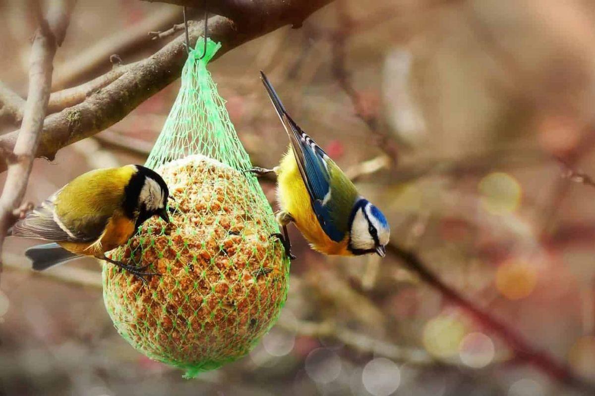 Choosing The Right Bird Feed For Your Feeder - Kennedy Wild Bird Food ...