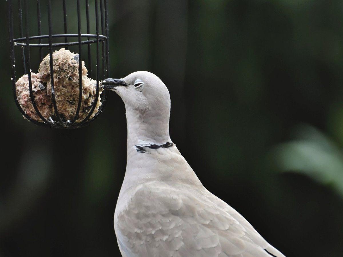 What Bird Food Can I Feed To Pigeons? - Kennedy Wild Bird Food & Pet ...