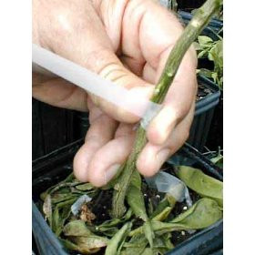 FGS Budding Strips-Pre-Cut 1/2" X 10" - Frostproof Growers Supply