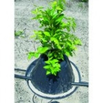 Tree T Pees | Tree T Pee Buy | Buy Tree T Pee - Frostproof Growers Supply