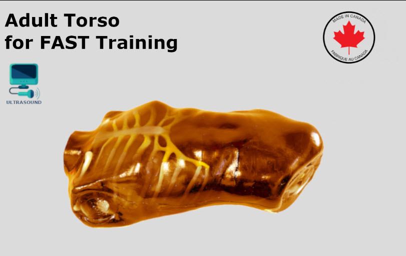 Adult Torso for FAST Training