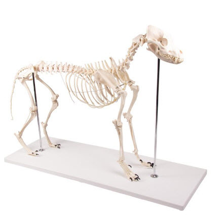 Dog Skeleton "Olaf", Life Size
