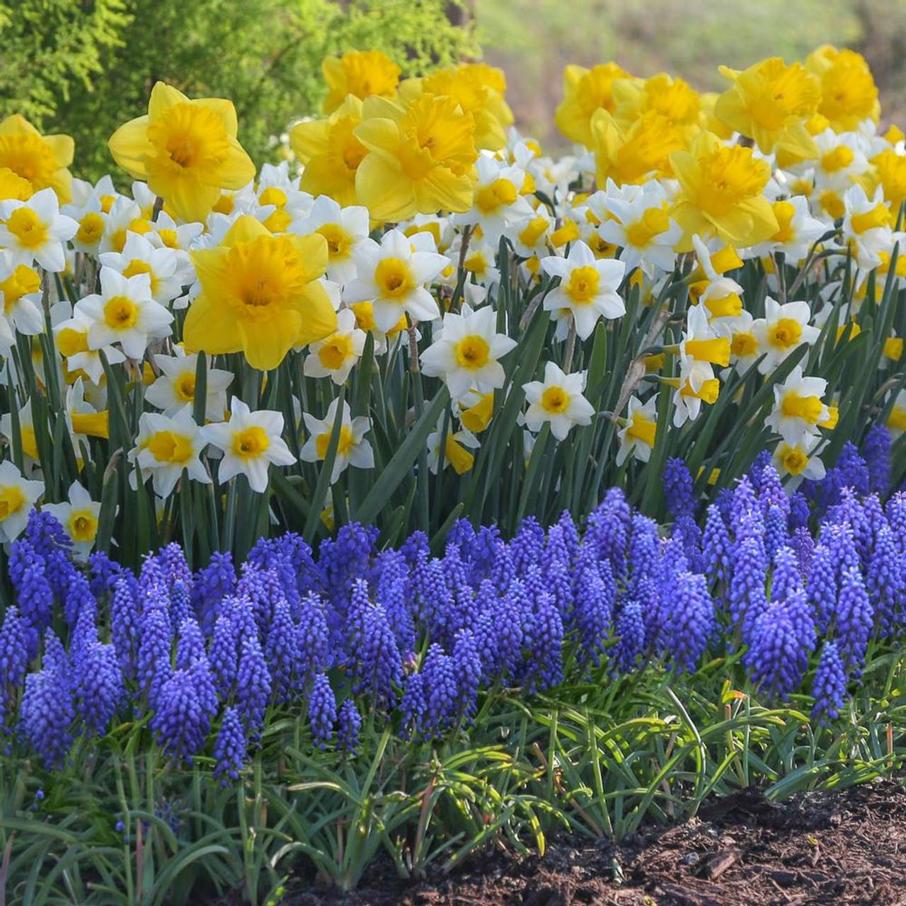 Shop Fall Planted Bulb Collections Longfield Gardens