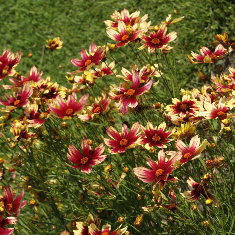 Coreopsis Grandiflora Presto - 1 starter plant - Longfield Gardens