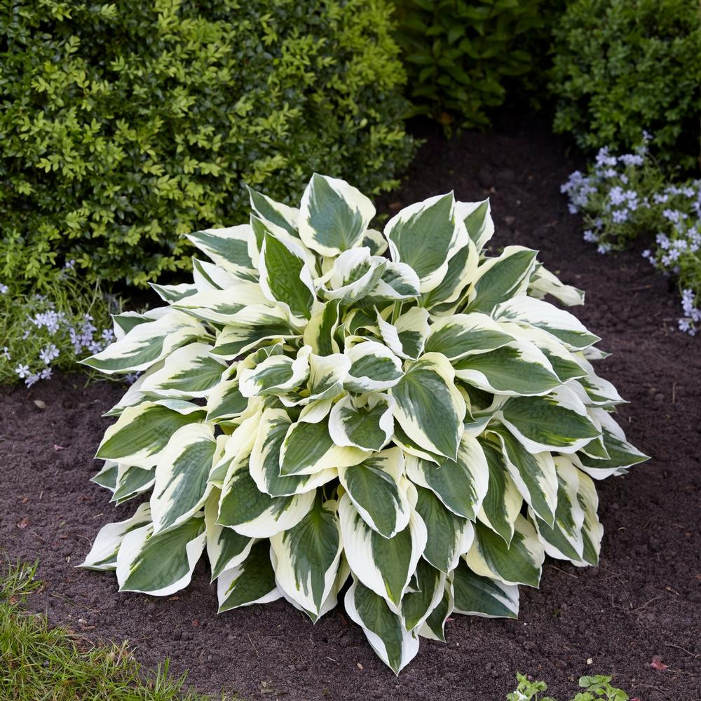 Hosta Medium Leaf Revolution - 1 bare root - Longfield Gardens
