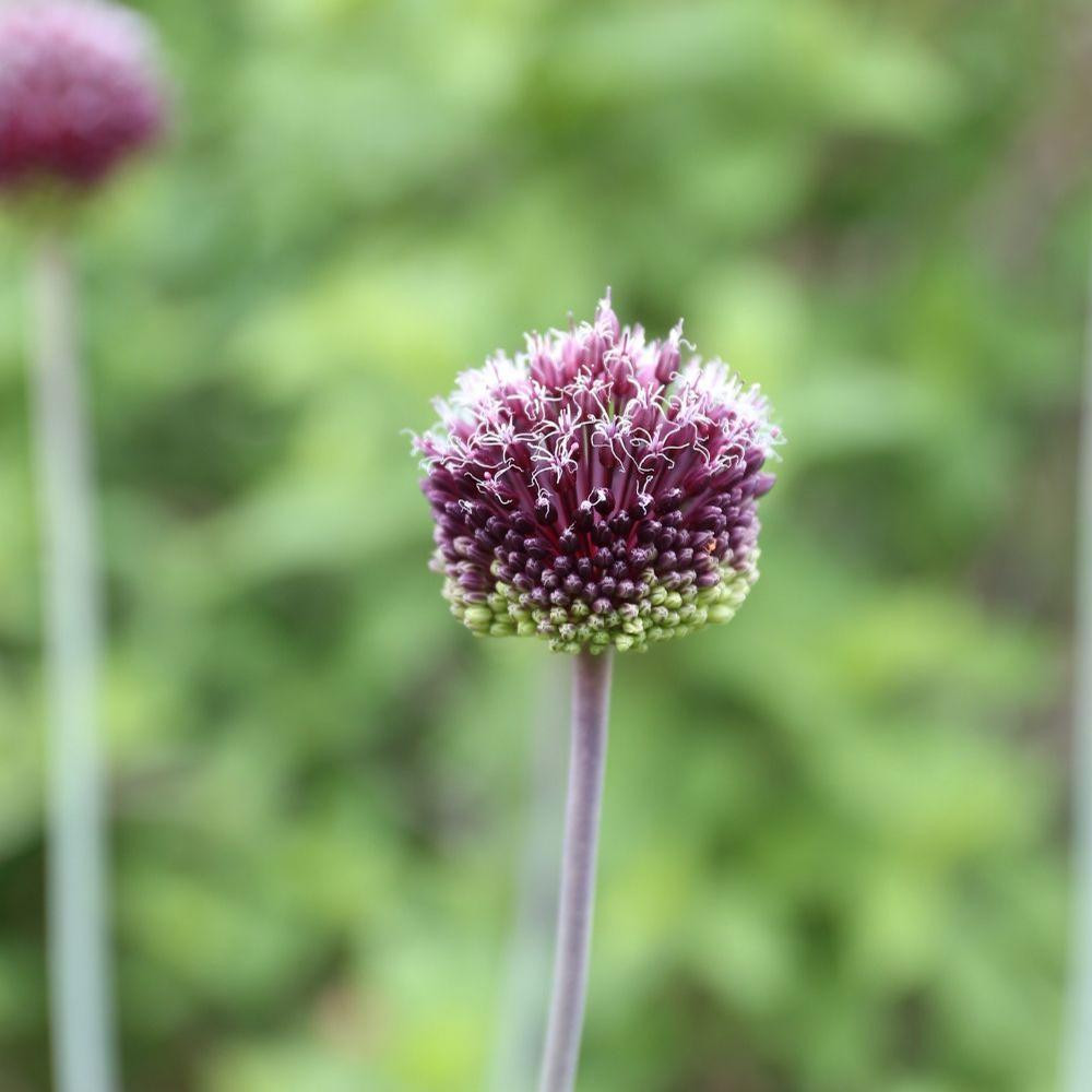 Allium Forelock - 3 bulbs - Longfield Gardens