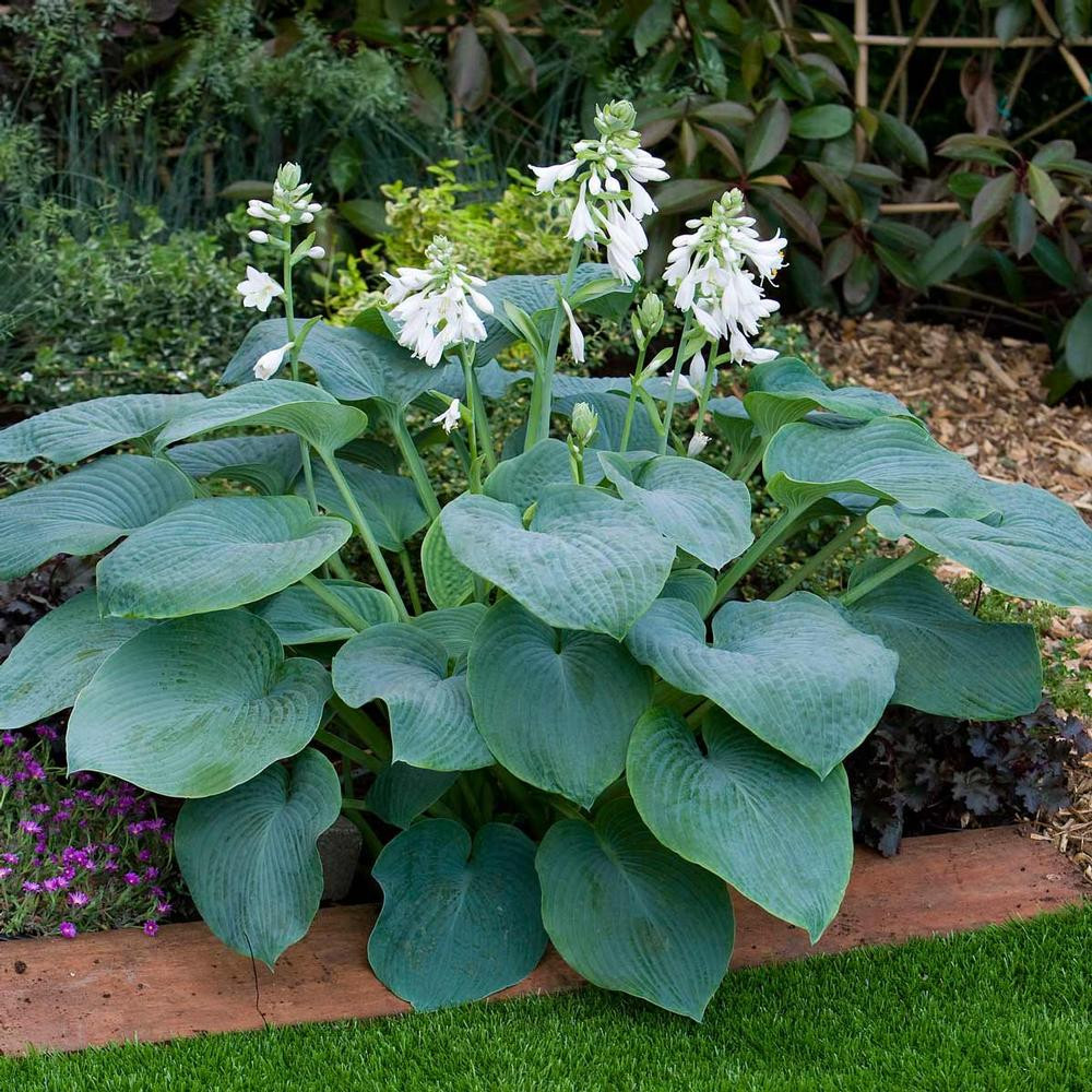 Hosta Large Leaf Bressingham Blue - 3 bare roots - Longfield Gardens