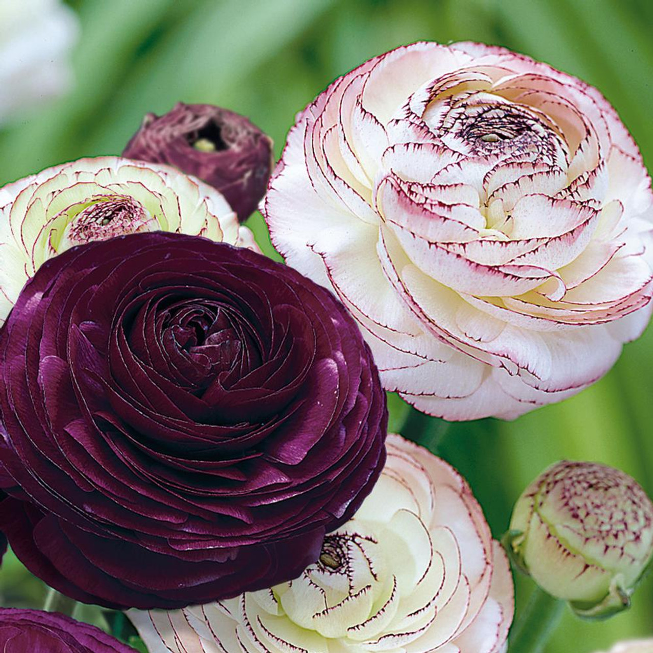 Ranunculus Tomer Purple (Fall) - 25 corms - Longfield Gardens