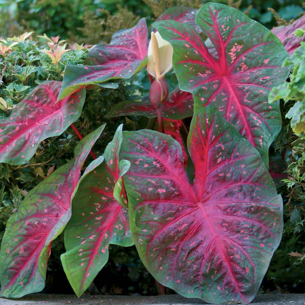 Caladium Fancy Red Flash - 5 tubers - Longfield Gardens