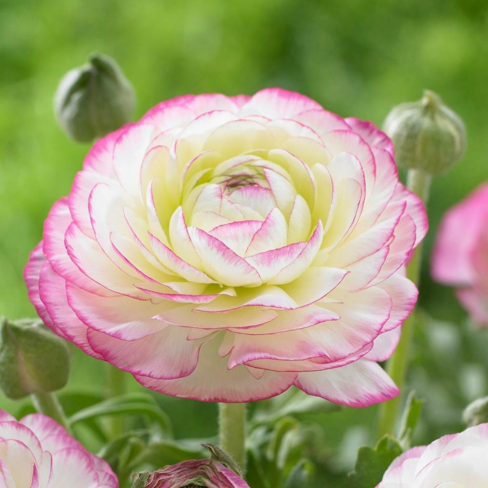 Spring Planted Ranunculus Bulbs for Sale