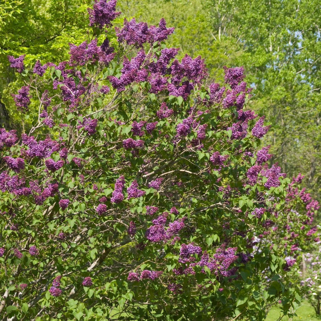 Syringa Vulgaris Yankee Doodle - 1 Bare Root - Longfield Gardens