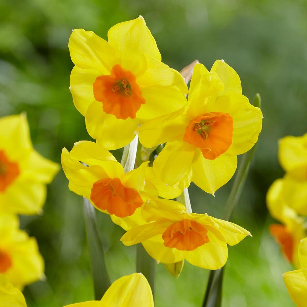 Daffodil Tazetta Falconet - 20 bulbs - Longfield Gardens