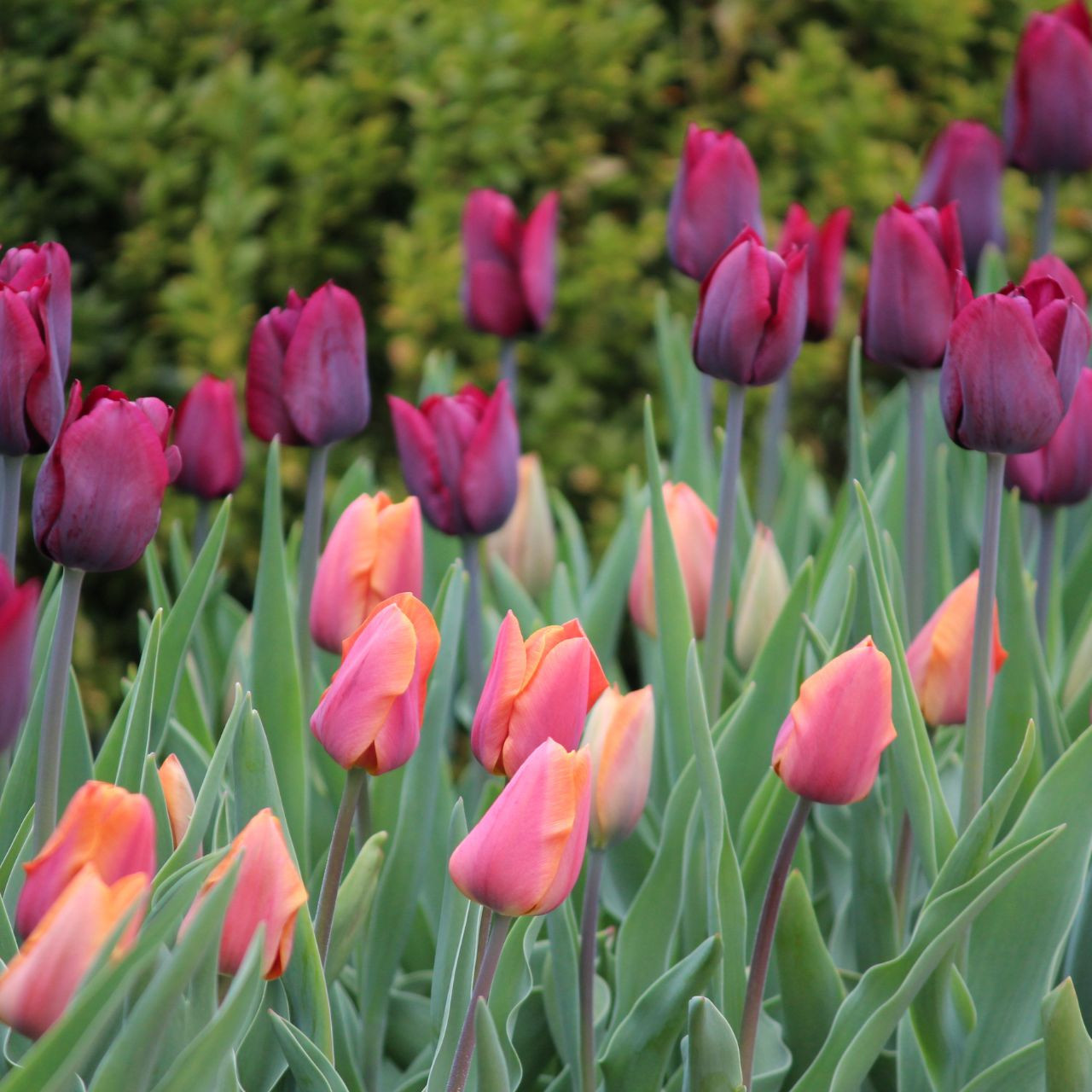 Tulip Triumph Jimmy & Ronaldo - 40 bulbs - Longfield Gardens