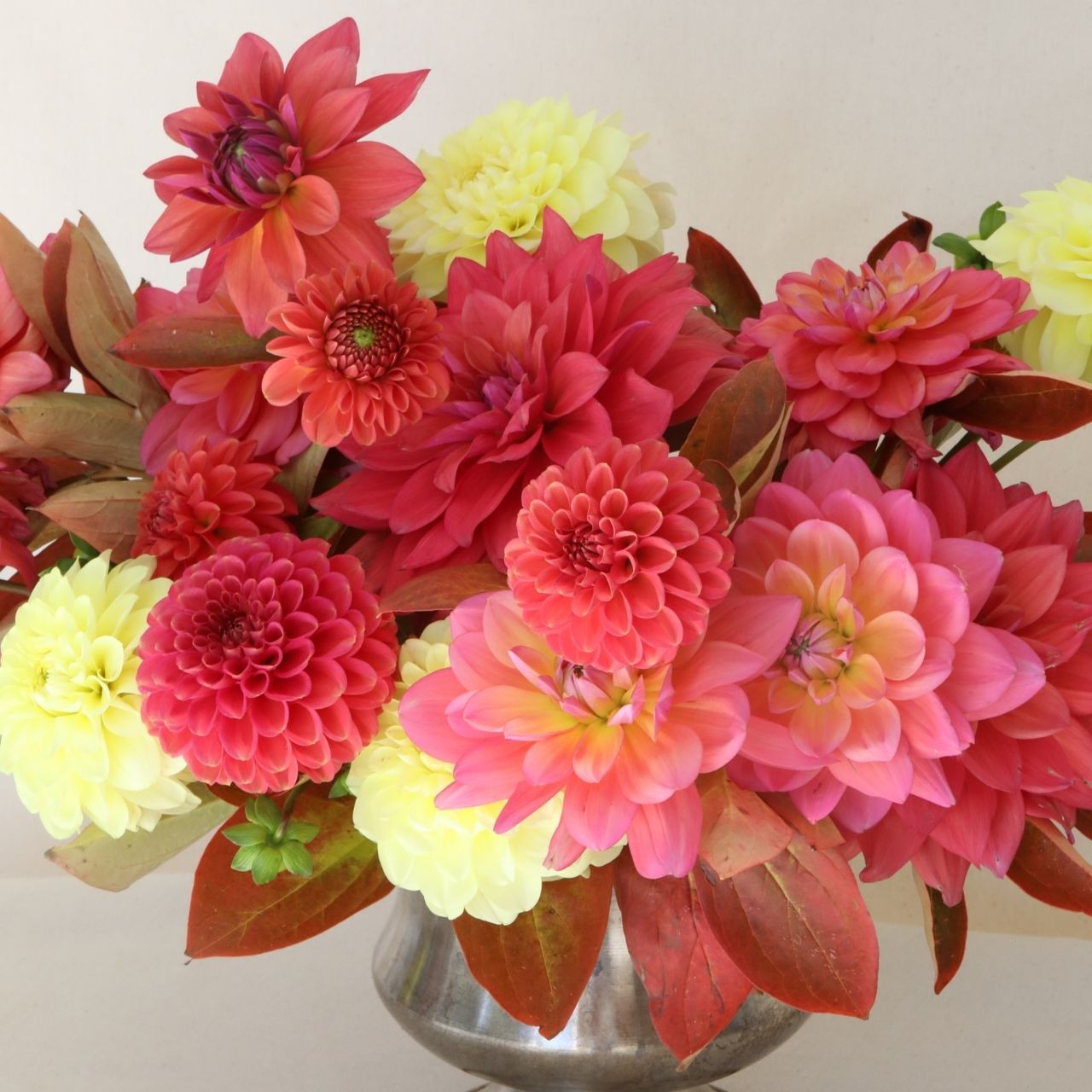 Dahlia Assorted Flirty Fleurs Marigot Collection 12 Tubers