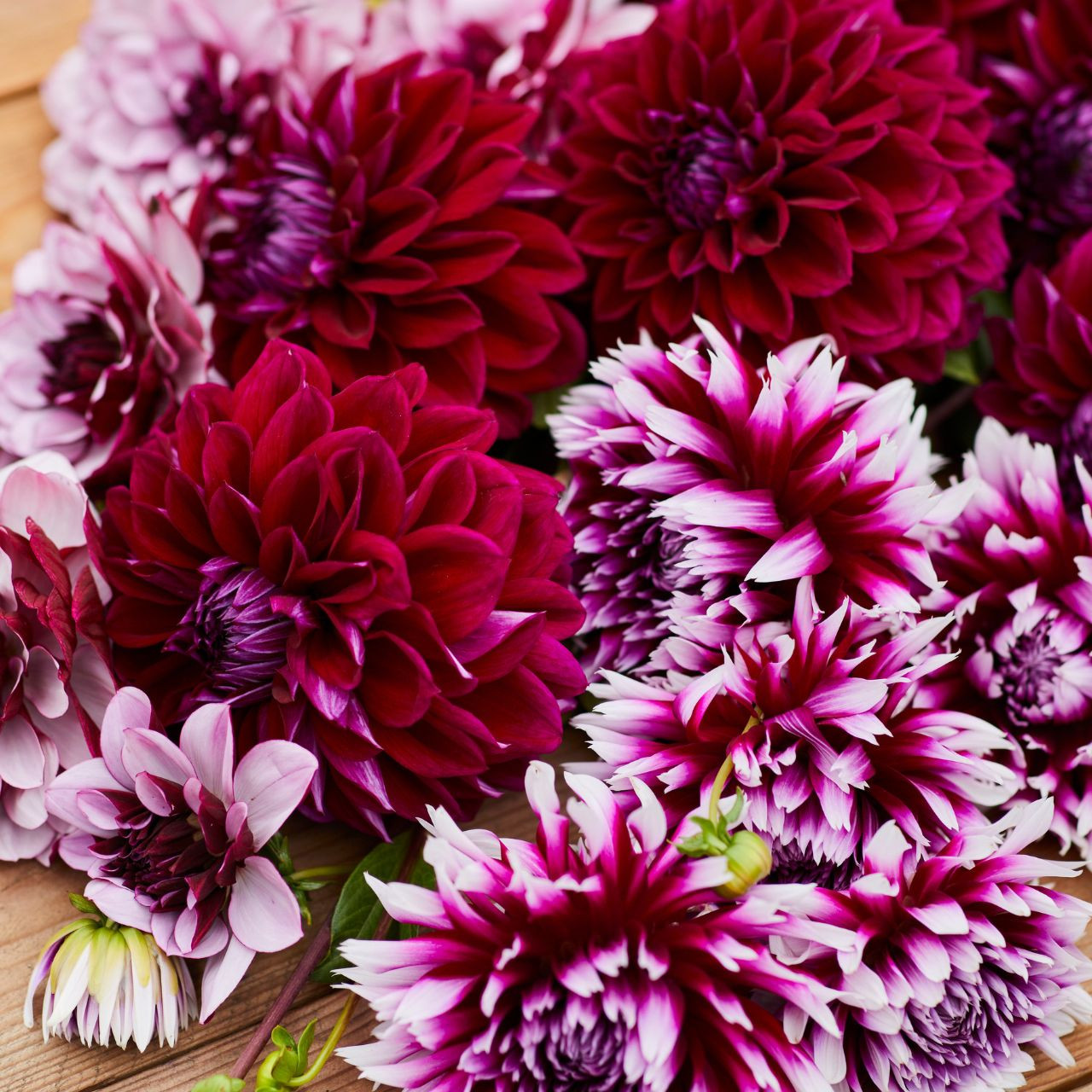 Dahlia Assorted Berries And Cream Collection 6 Tuber Clumps Longfield