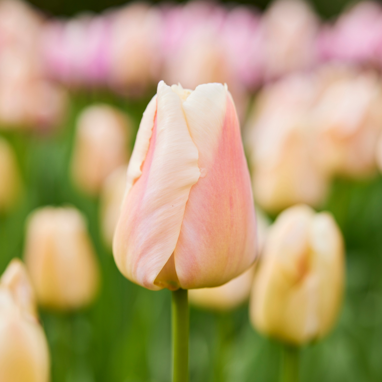 Tulip Darwin Hybrid Apricot Pride - 20 bulbs - Longfield Gardens
